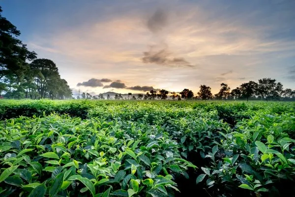 Tea tree | Alles wat je moet weten: Werking en toepassingen